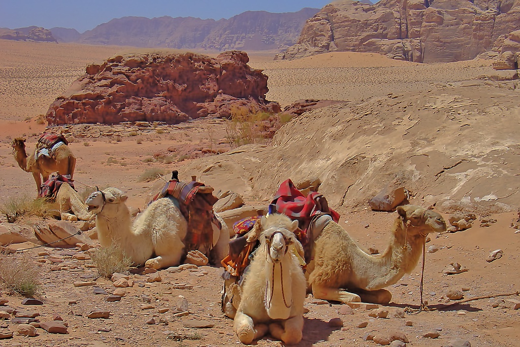 Bedu Expeditionen. Fotogalerie Jerash, Dana, Petra & Wadi Rum